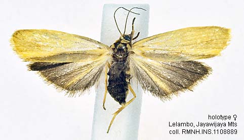 Lambula crispumcornuta - Wikispecies